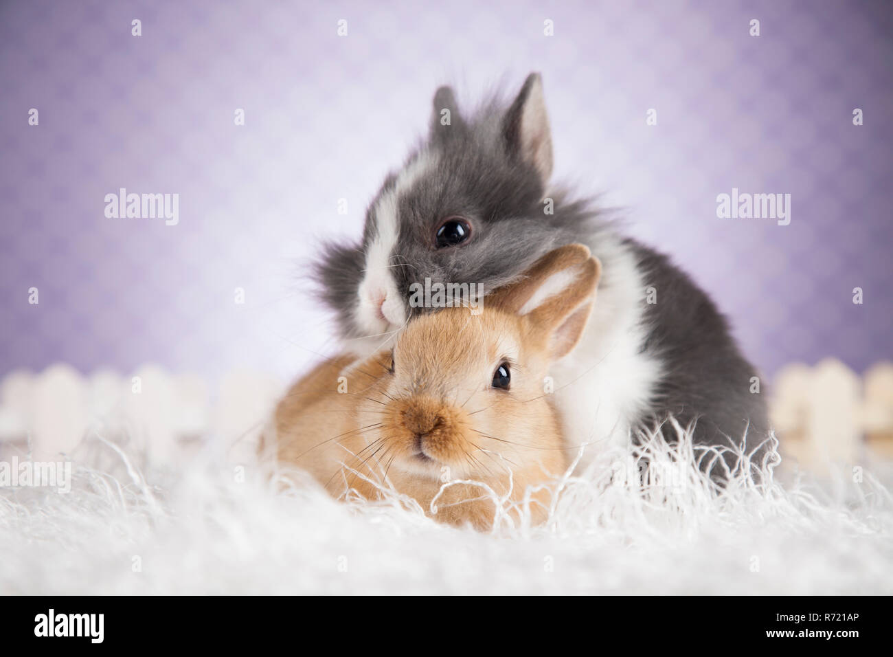 Rabbit and Bunny Stock Photo - Alamy