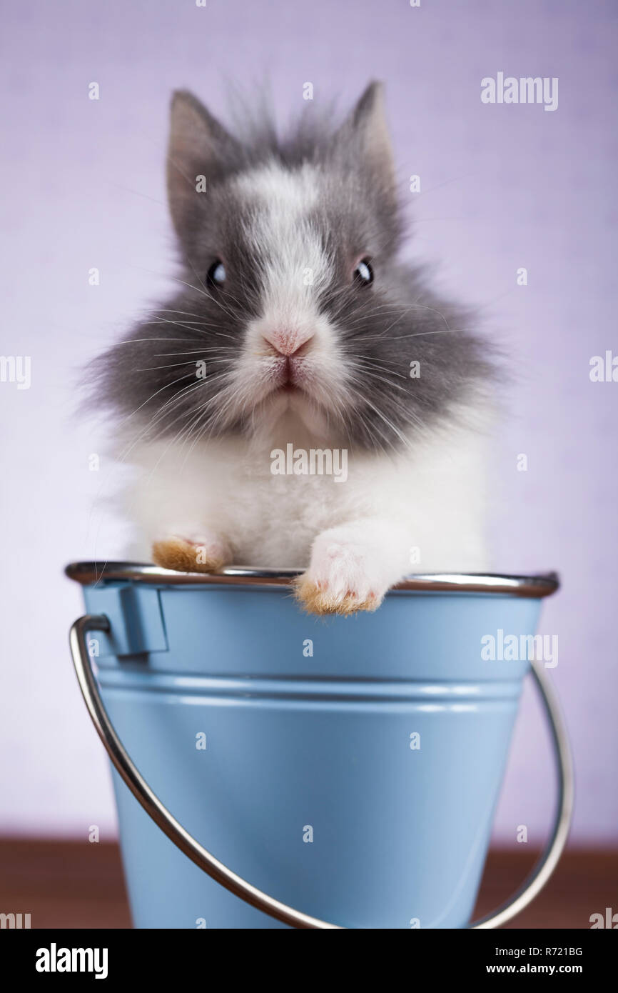 Spring baby bunny Stock Photo - Alamy