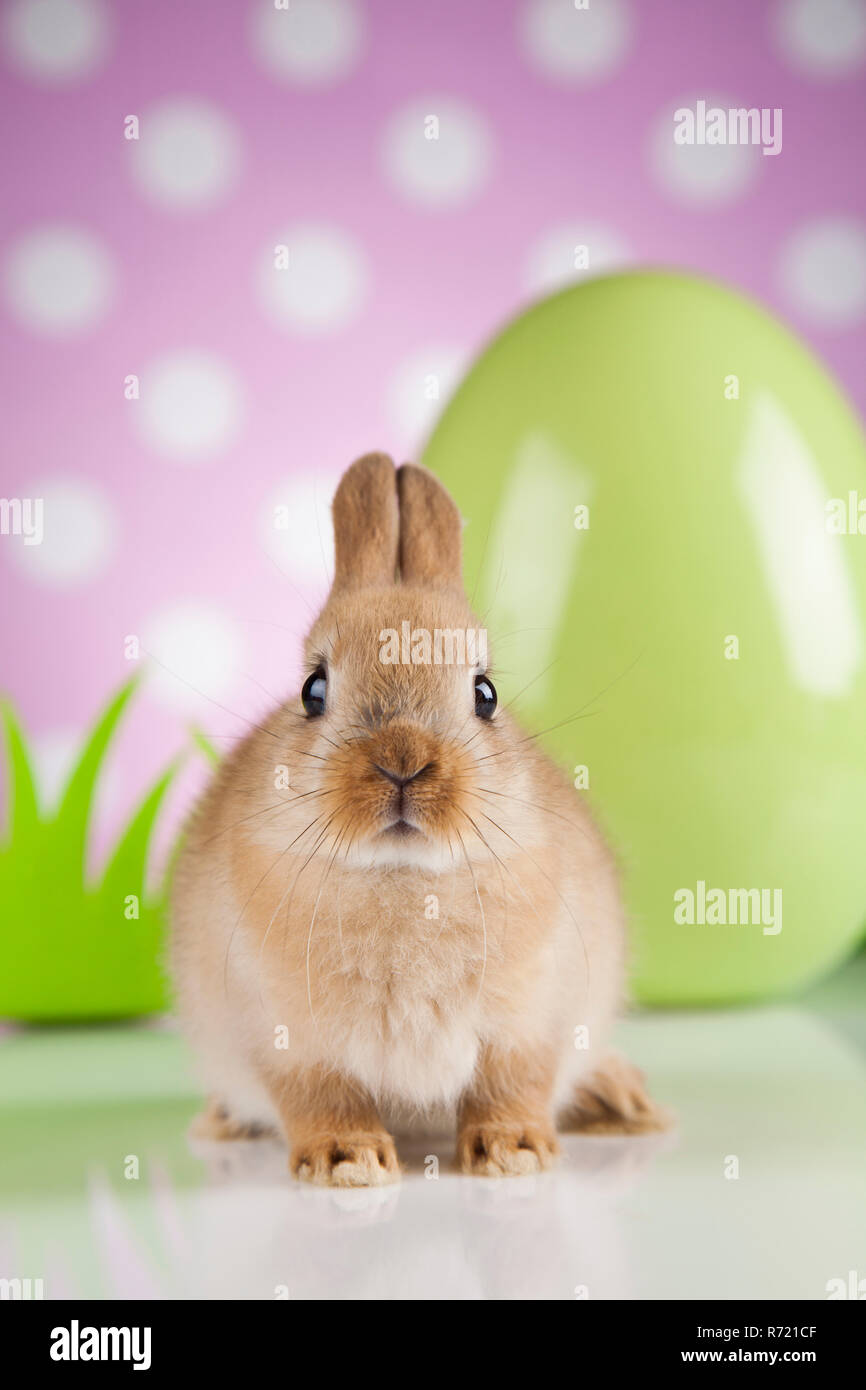 Bunny, rabbit and easter eggs Stock Photo - Alamy