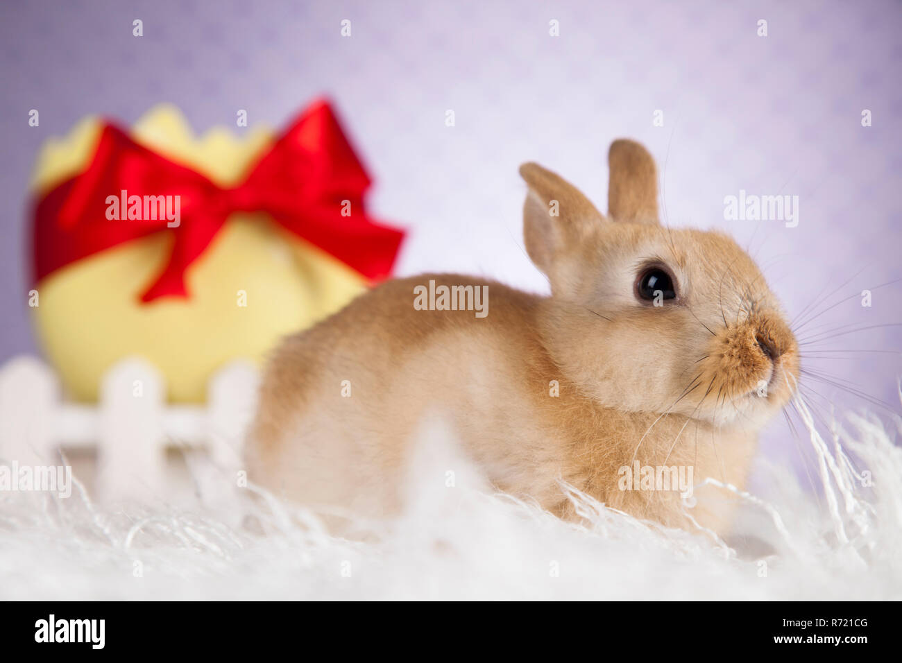 Bunny, rabbit and easter eggs Stock Photo - Alamy