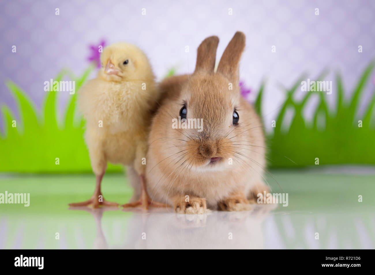 Easter Bunny and Chick Stock Photo - Alamy