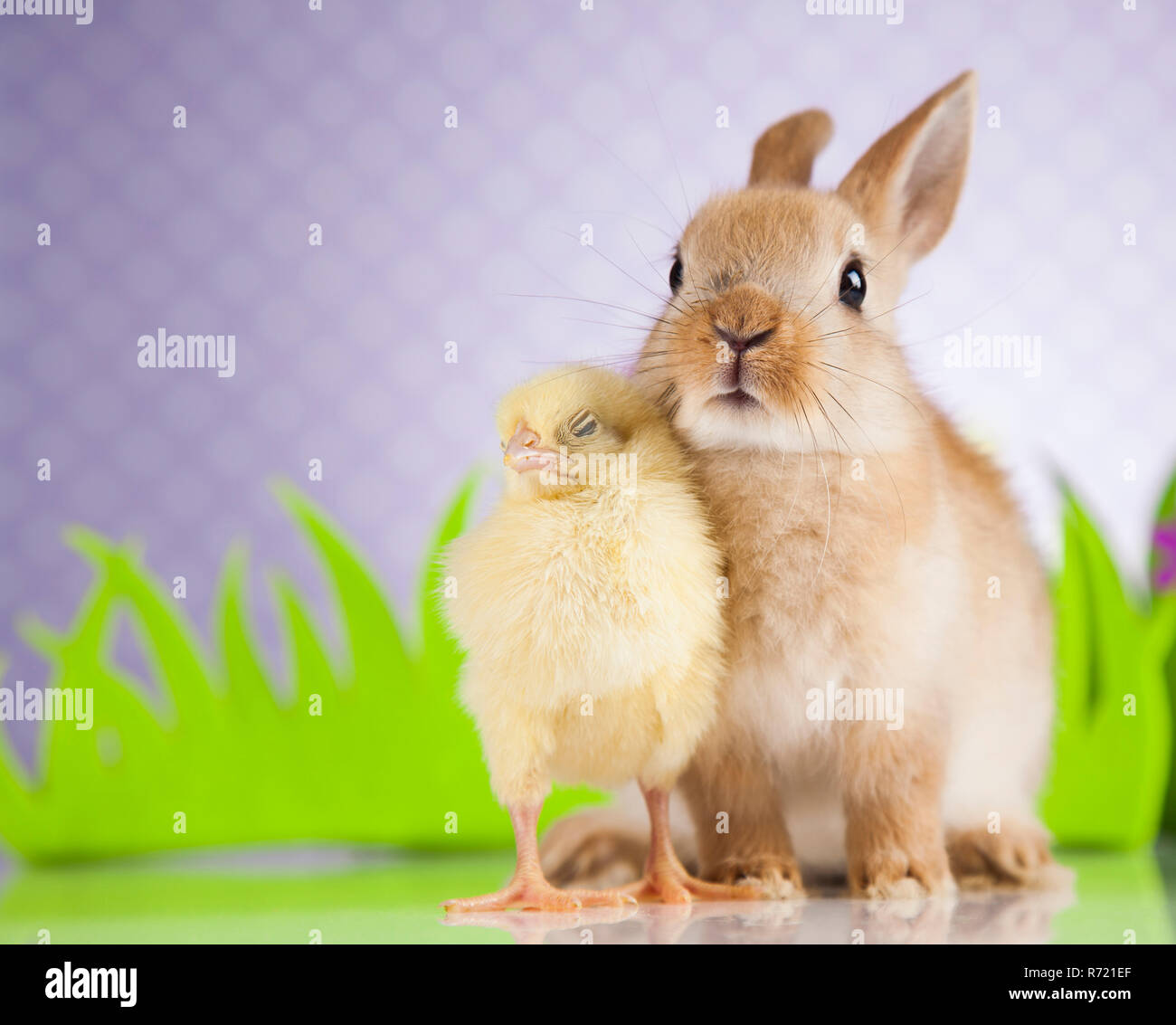 Easter Bunny and Chick Stock Photo - Alamy