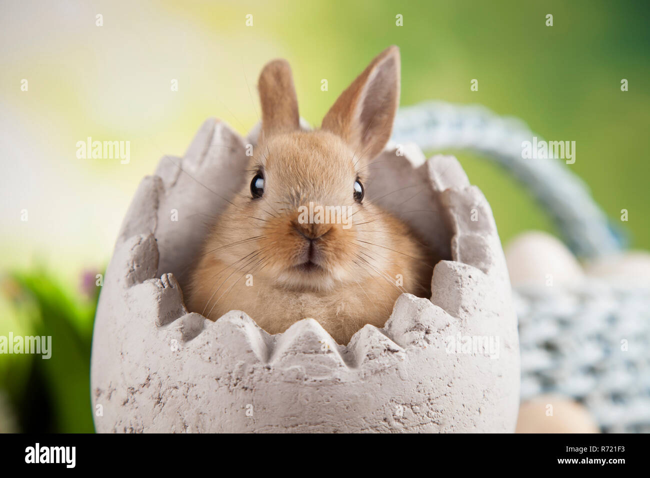 Bunny, rabbit and easter eggs Stock Photo - Alamy