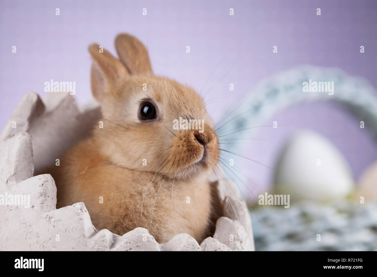 Bunny, rabbit and easter eggs Stock Photo - Alamy