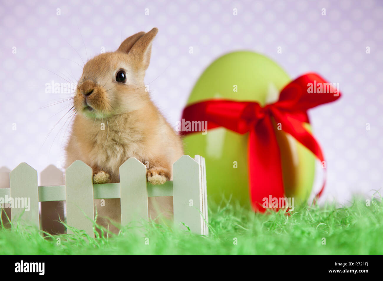 Spring baby bunny Stock Photo - Alamy