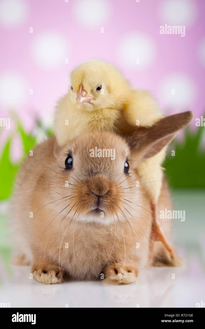Easter Bunny and Chick Stock Photo - Alamy