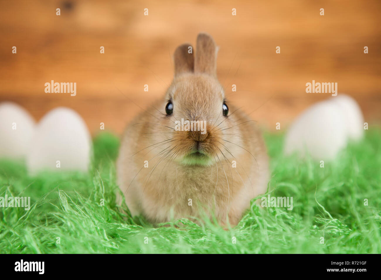 Bunny, rabbit and easter eggs Stock Photo - Alamy