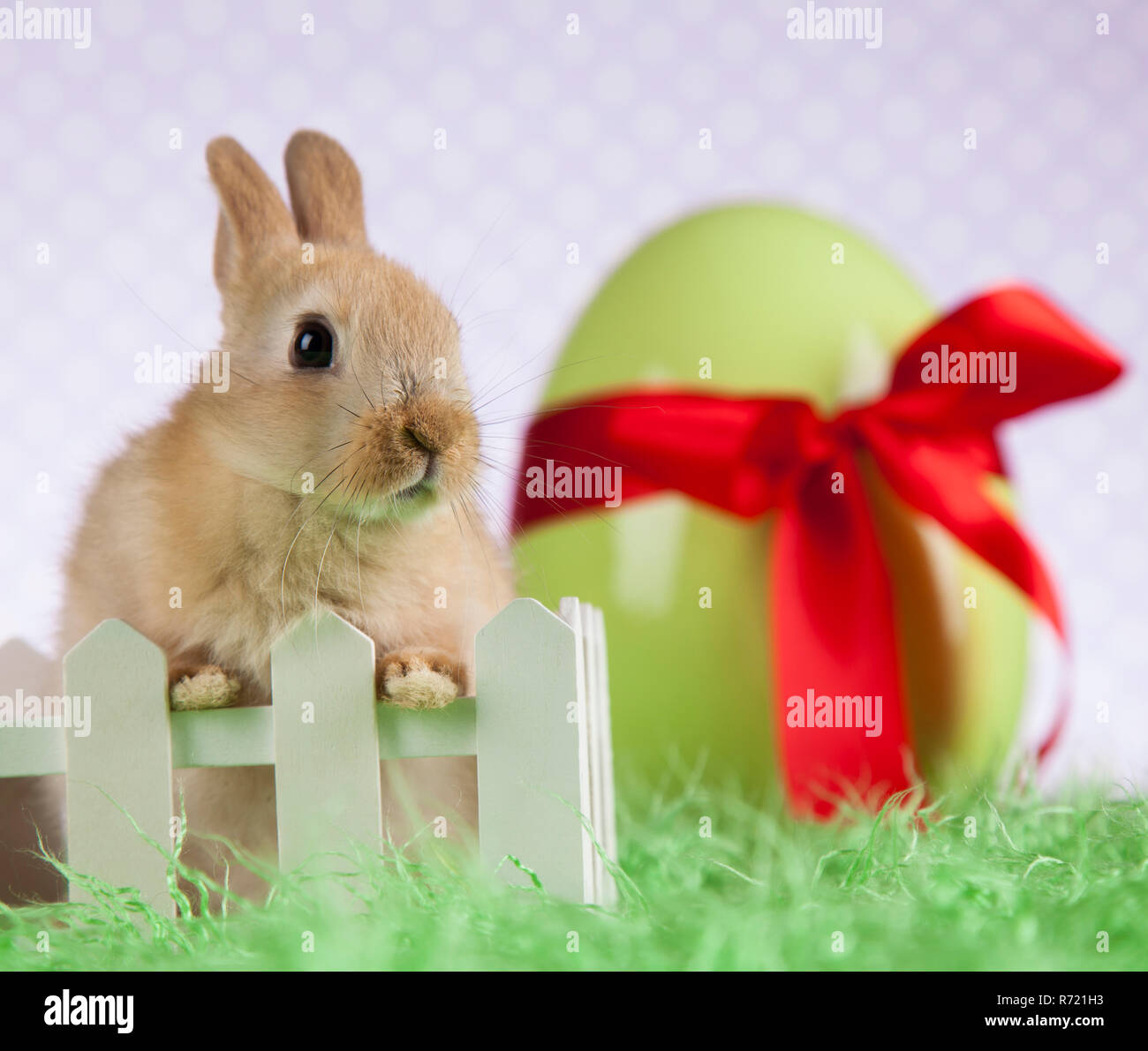 Bunny, rabbit and easter eggs Stock Photo - Alamy