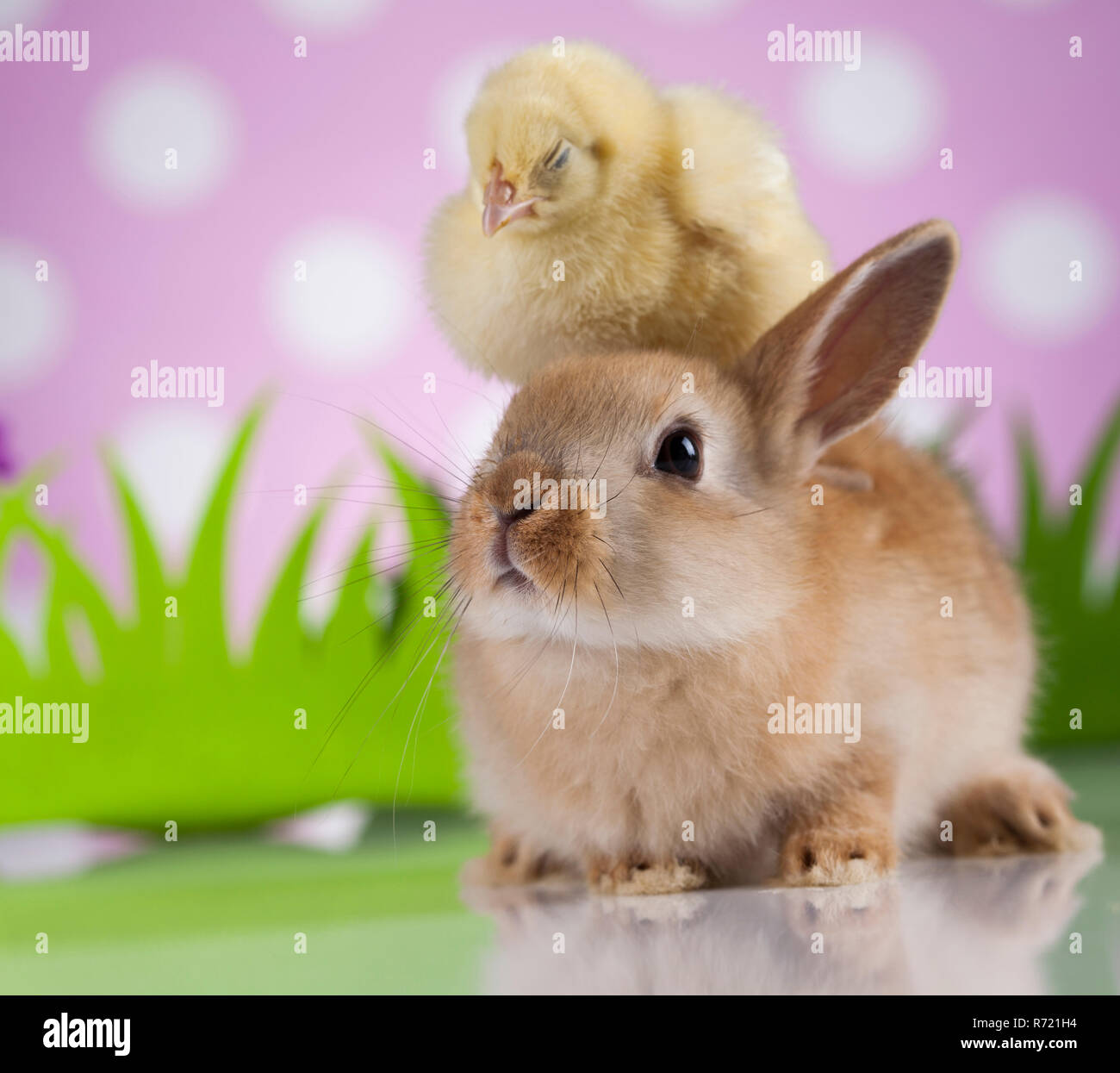 Easter Bunny and Chick Stock Photo - Alamy