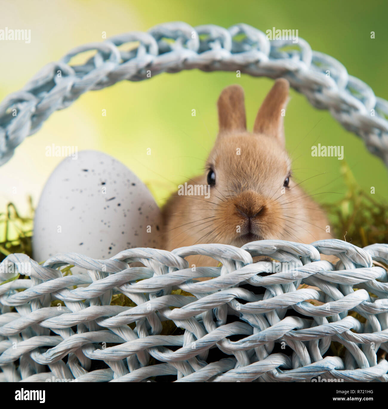 Happy easter, Baby bunny Stock Photo - Alamy
