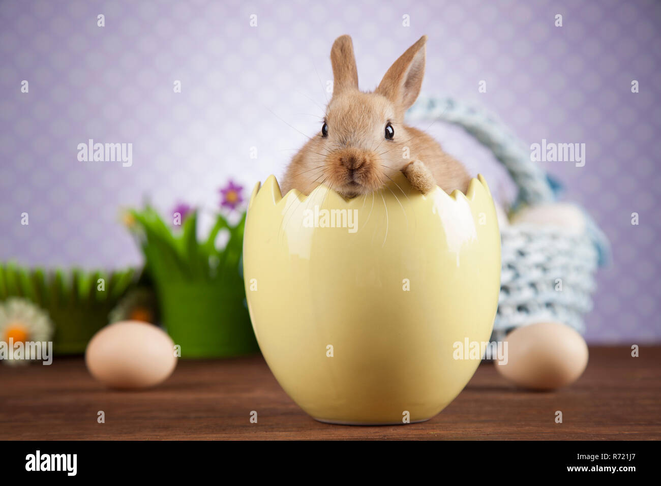 Spring baby bunny Stock Photo - Alamy