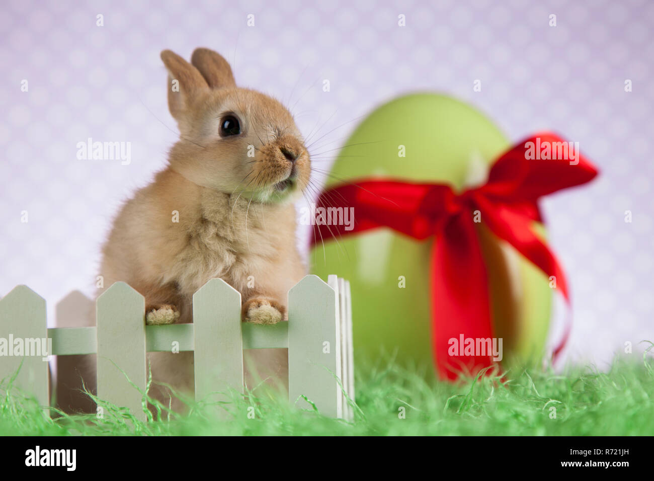Happy easter, Baby bunny Stock Photo - Alamy