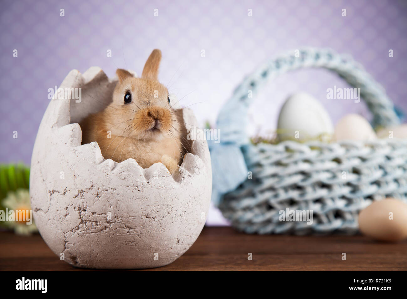 Bunny, rabbit and easter eggs Stock Photo - Alamy