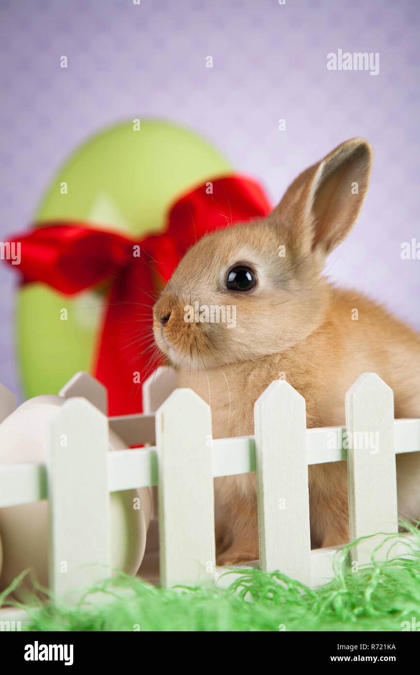 Spring baby bunny Stock Photo - Alamy