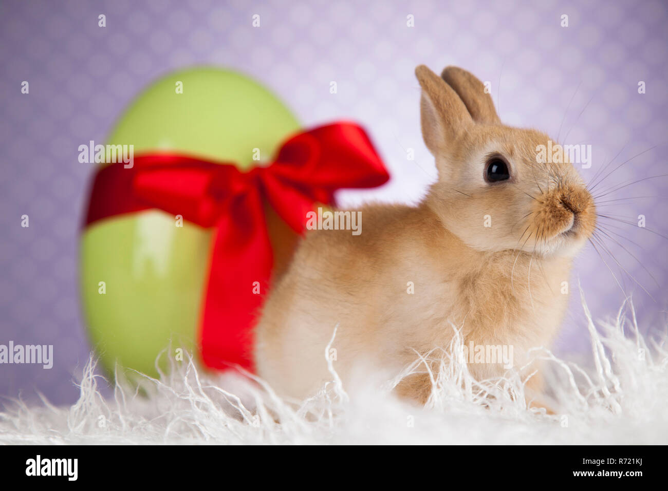 Spring baby bunny Stock Photo - Alamy