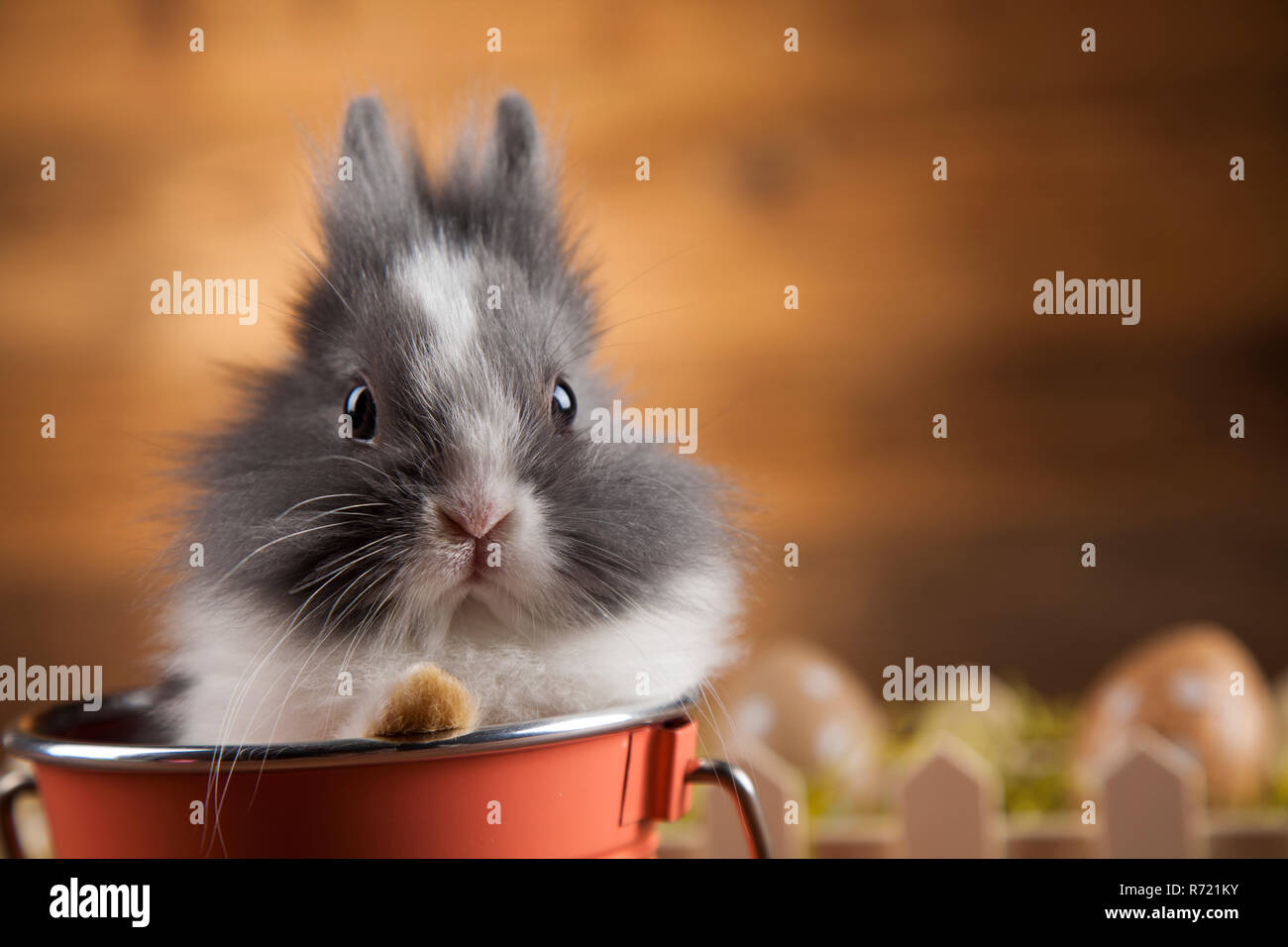 Rabbit and easter eggs Stock Photo - Alamy
