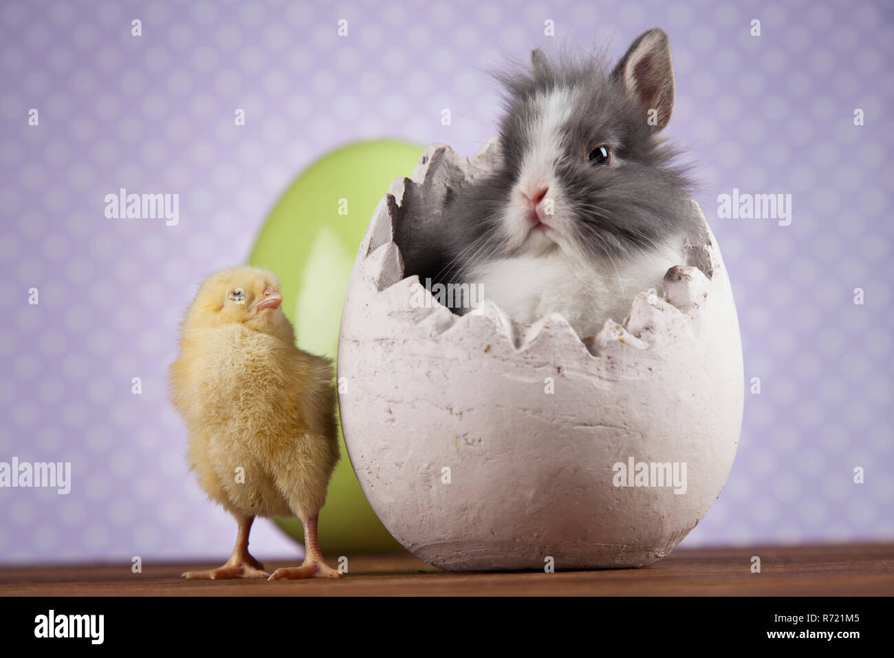 Easter Bunny and Chick Stock Photo - Alamy