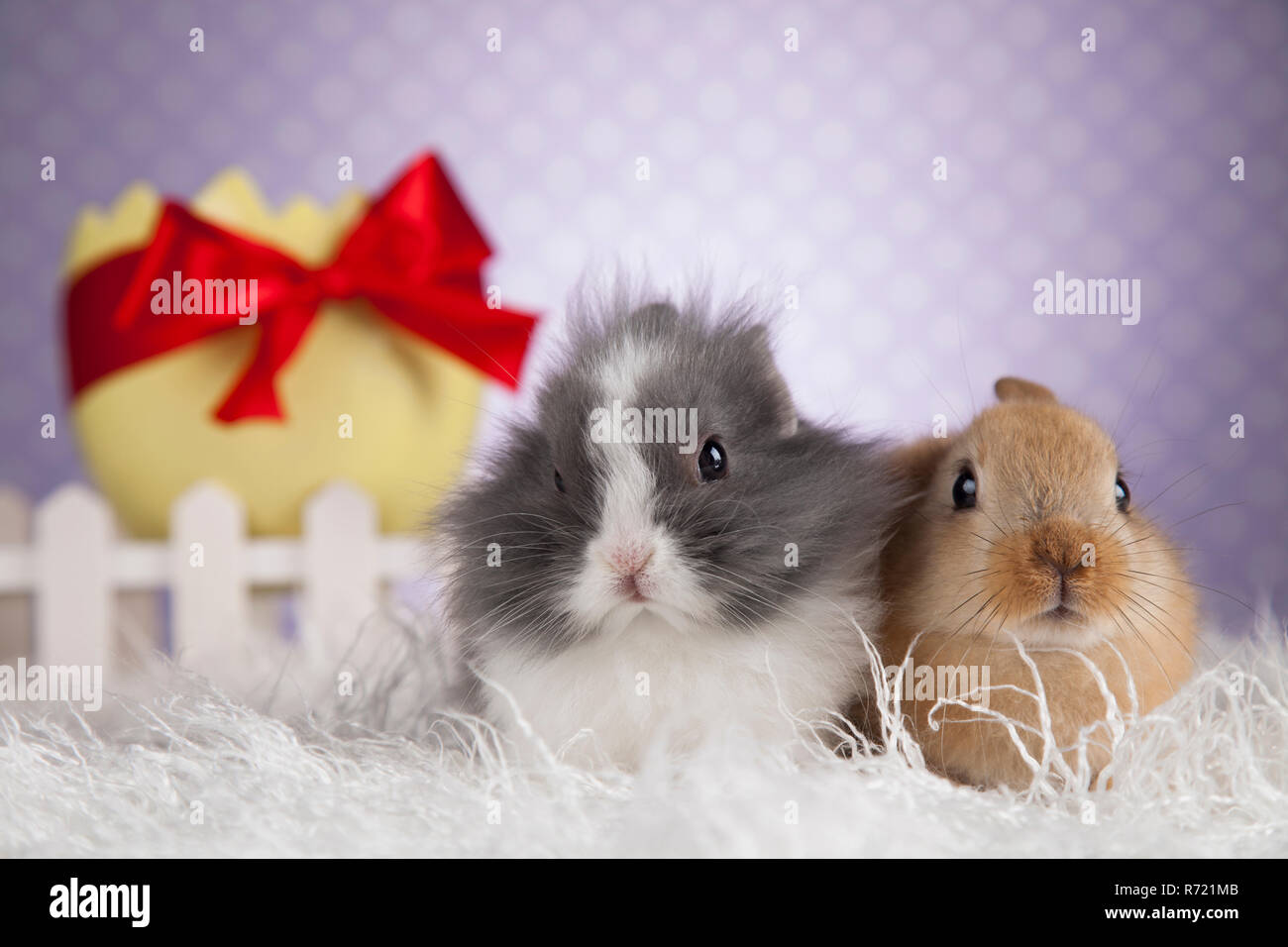 Rabbit and Bunny Stock Photo - Alamy