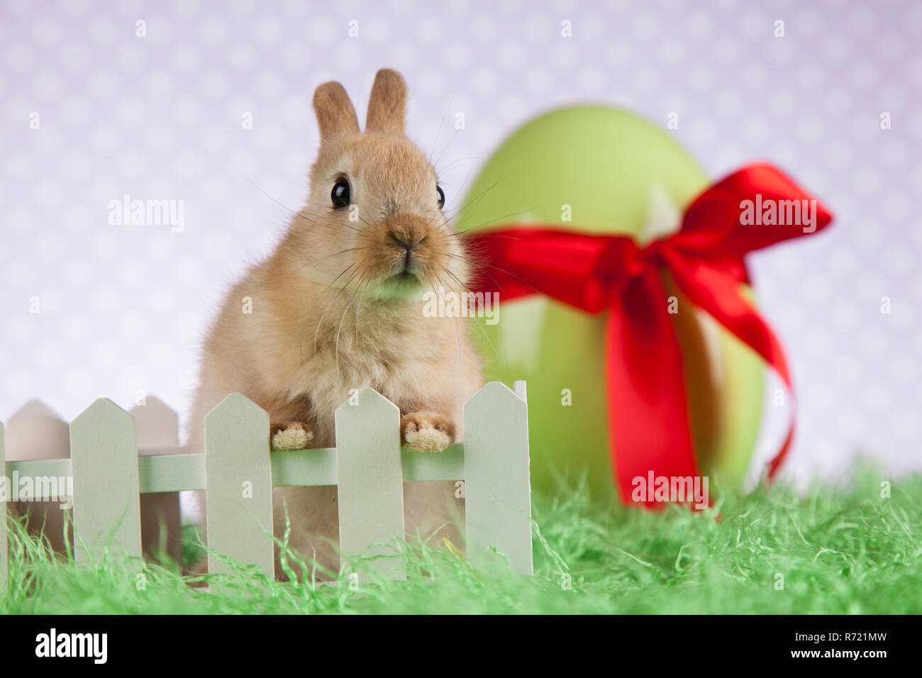 Bunny, rabbit and easter eggs Stock Photo - Alamy
