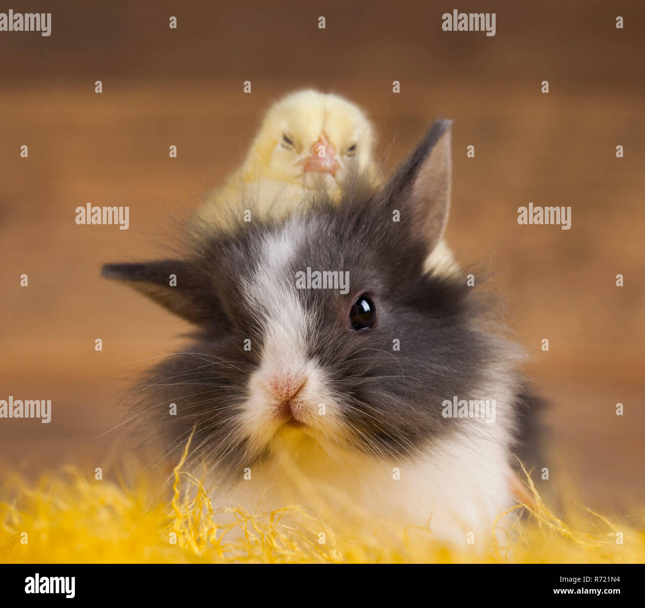 Easter Bunny and Chick Stock Photo - Alamy