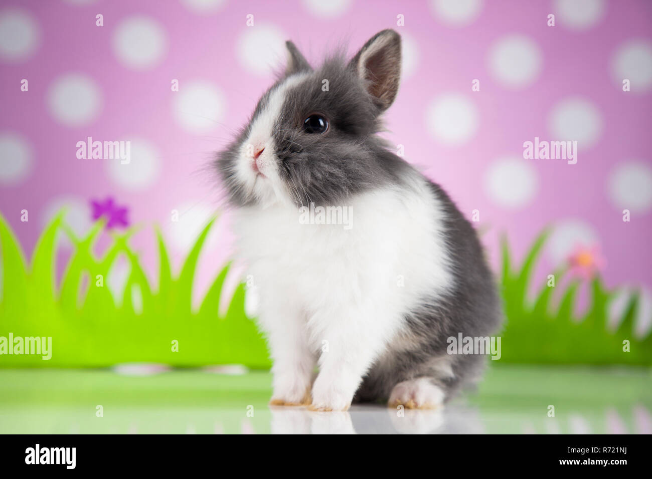 Spring baby bunny Stock Photo - Alamy
