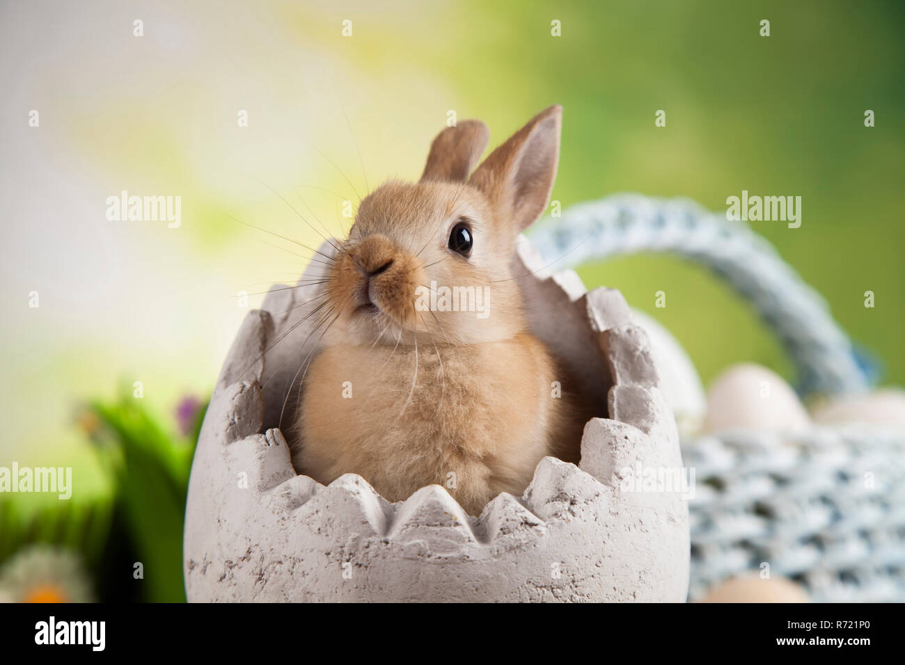 Bunny, rabbit and easter eggs Stock Photo - Alamy