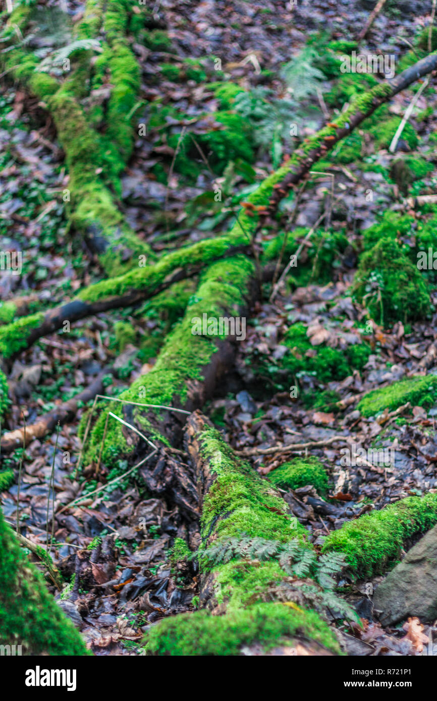 moss covered logs in wood Stock Photo - Alamy