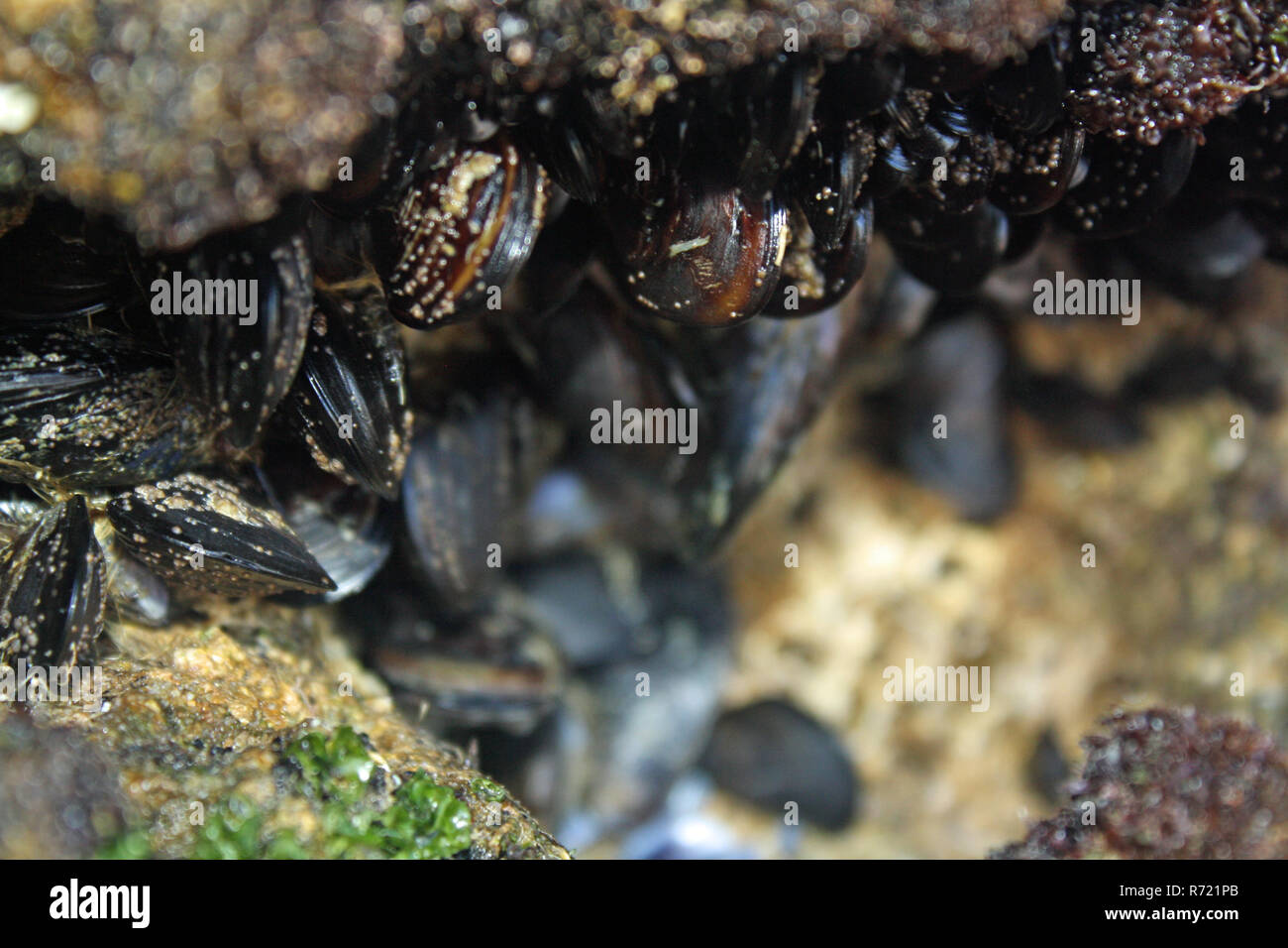 Muscles on rocks hi-res stock photography and images - Alamy