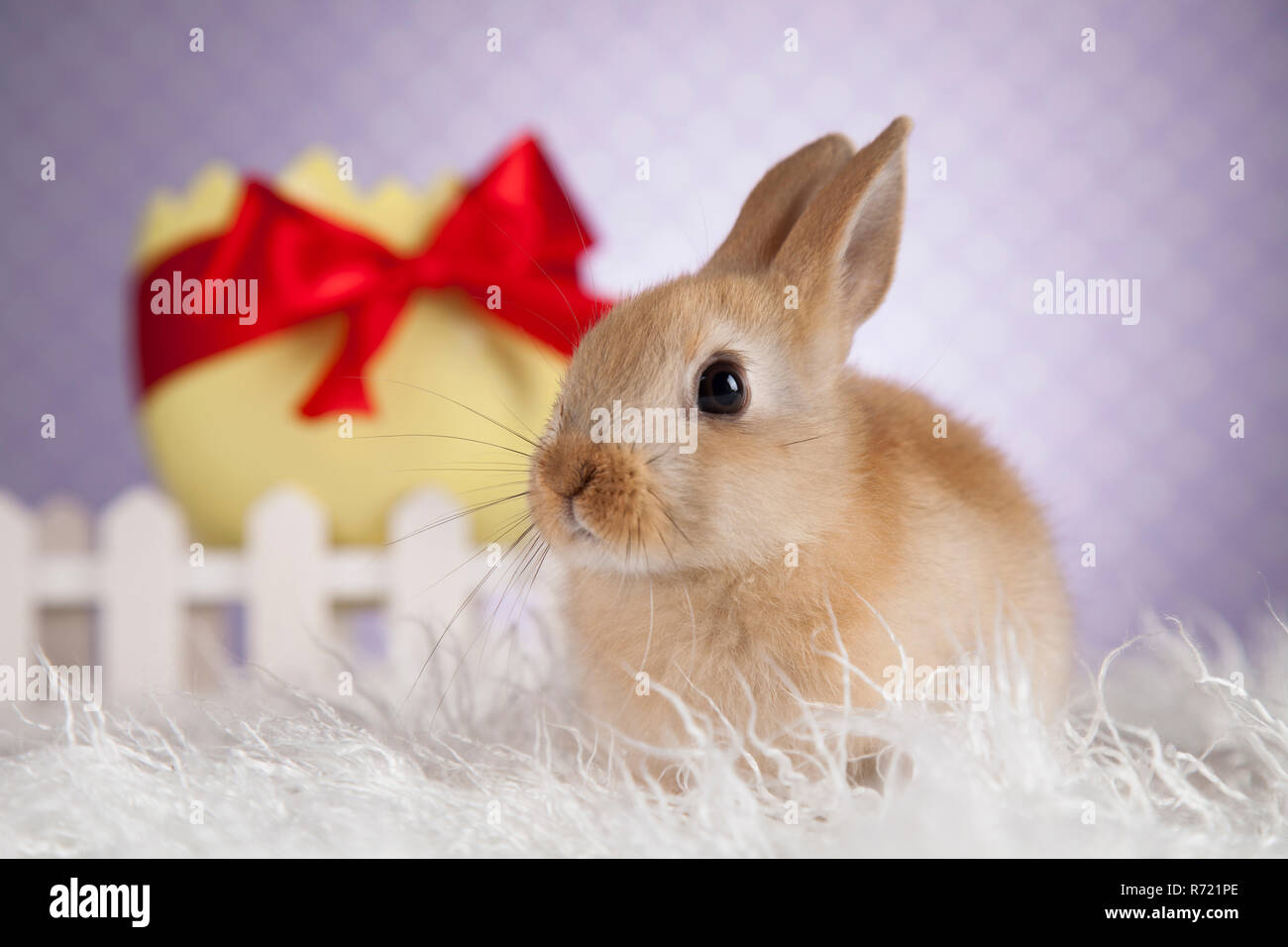 Bunny, rabbit and easter eggs Stock Photo - Alamy