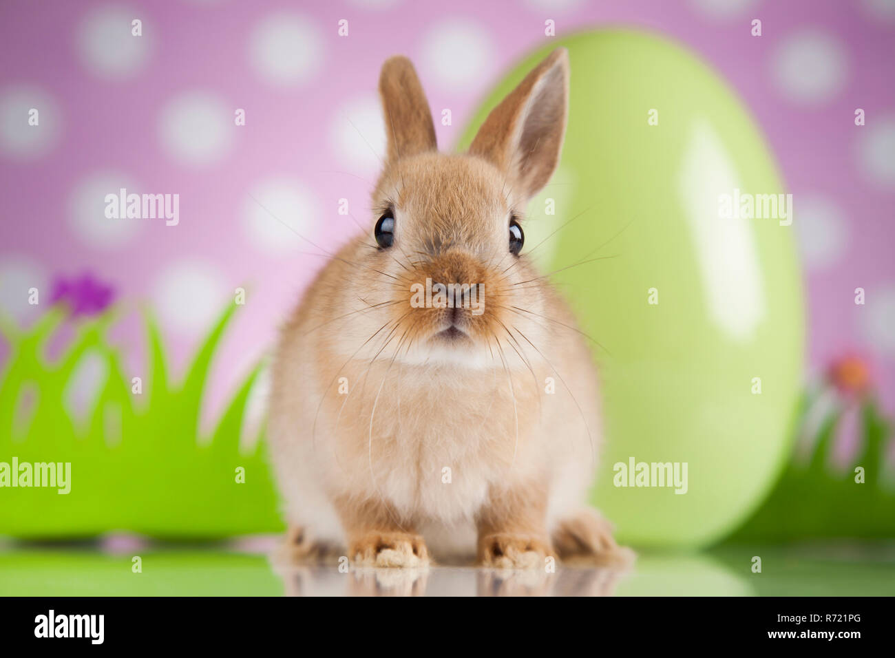 Bunny, rabbit and easter eggs Stock Photo - Alamy