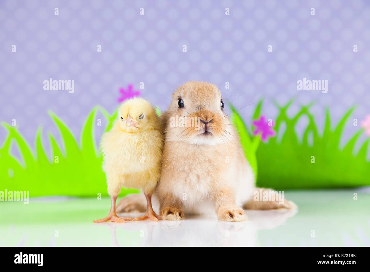 Easter Bunny and Chick Stock Photo - Alamy