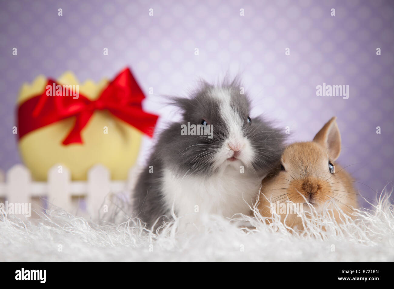 Rabbit and Bunny Stock Photo - Alamy