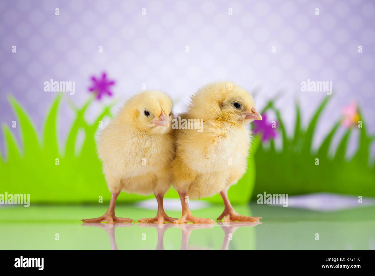 Chicken, Easter animal Stock Photo - Alamy