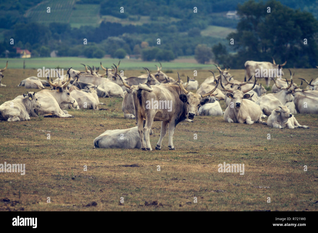 Hungarian gray cattle cows hi-res stock photography and images - Alamy