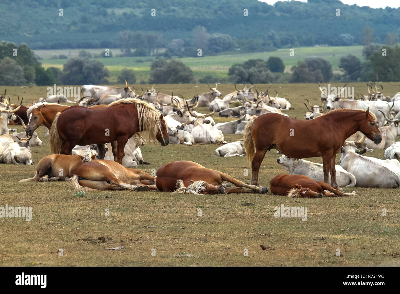 Hungarian cow and horse herd on the pasture Stock Photo - Alamy