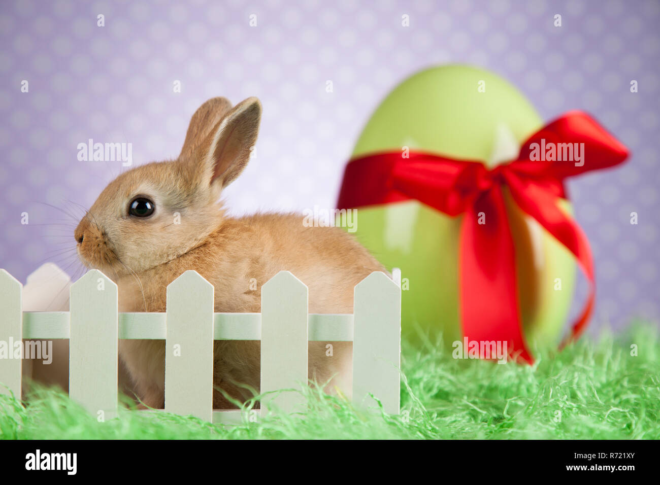 Spring baby bunny Stock Photo - Alamy