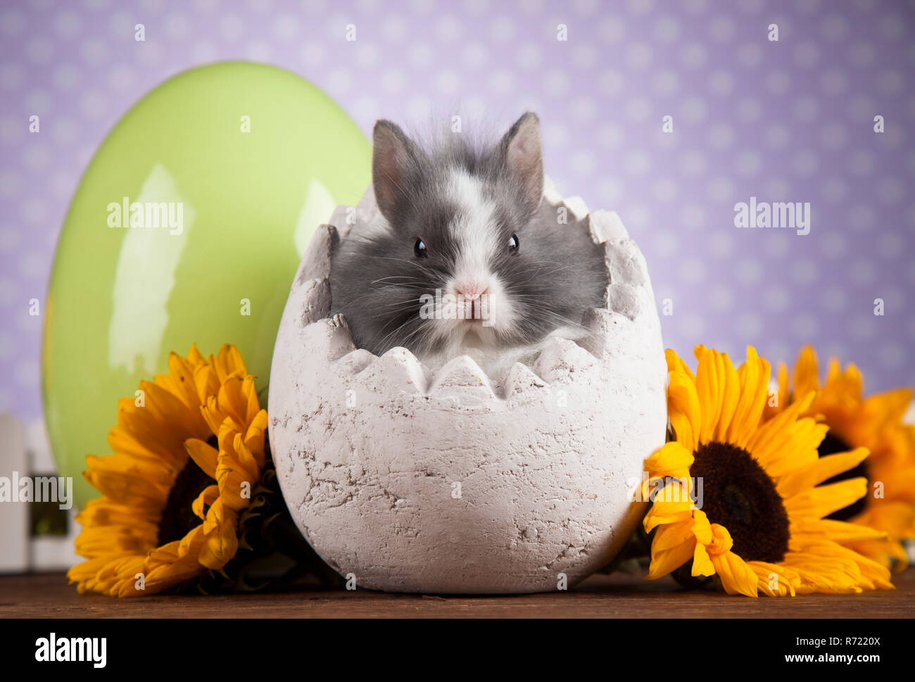 Spring baby bunny Stock Photo - Alamy