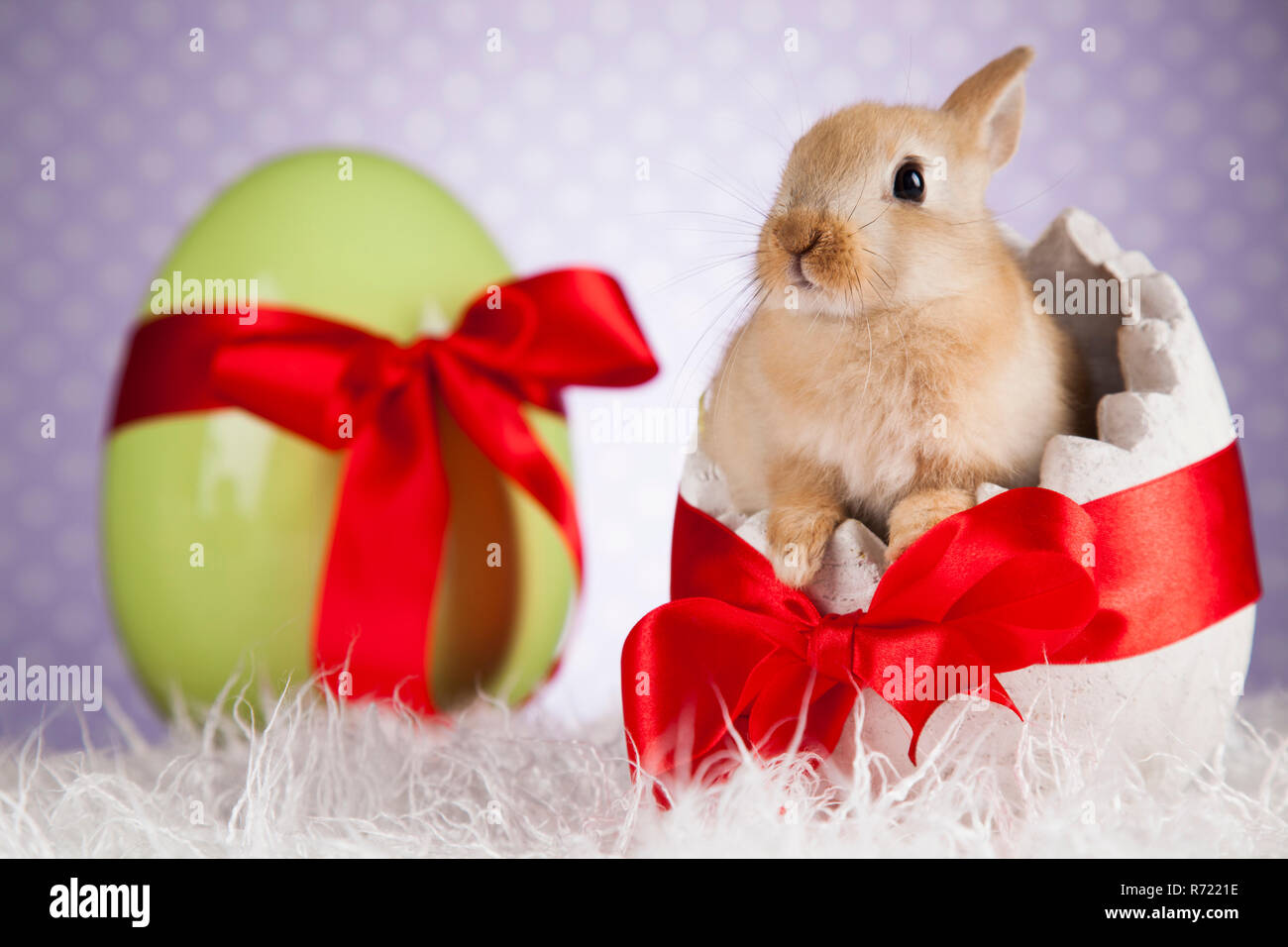 Bunny, rabbit and easter eggs Stock Photo - Alamy