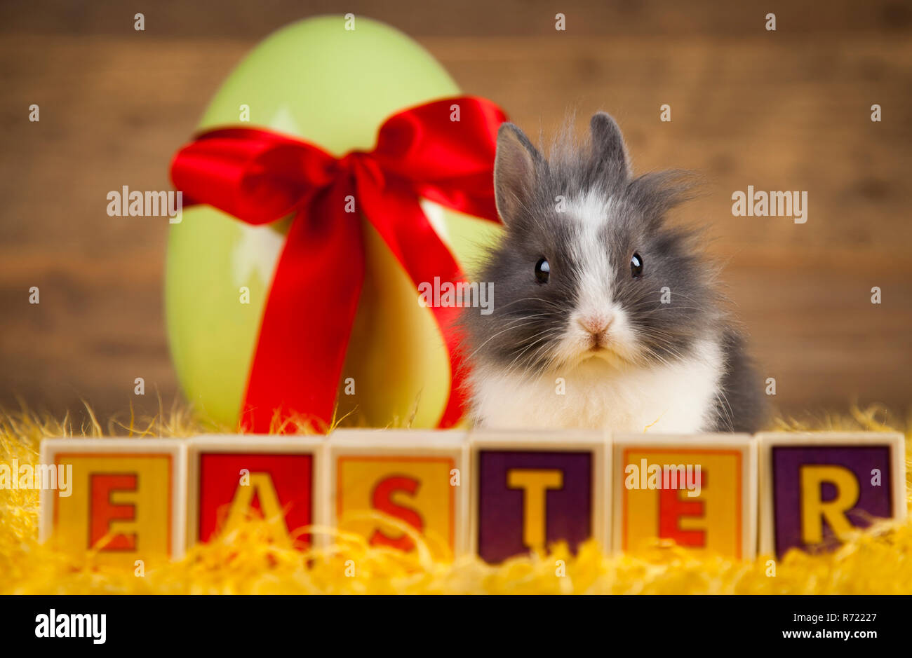 Spring baby bunny Stock Photo - Alamy