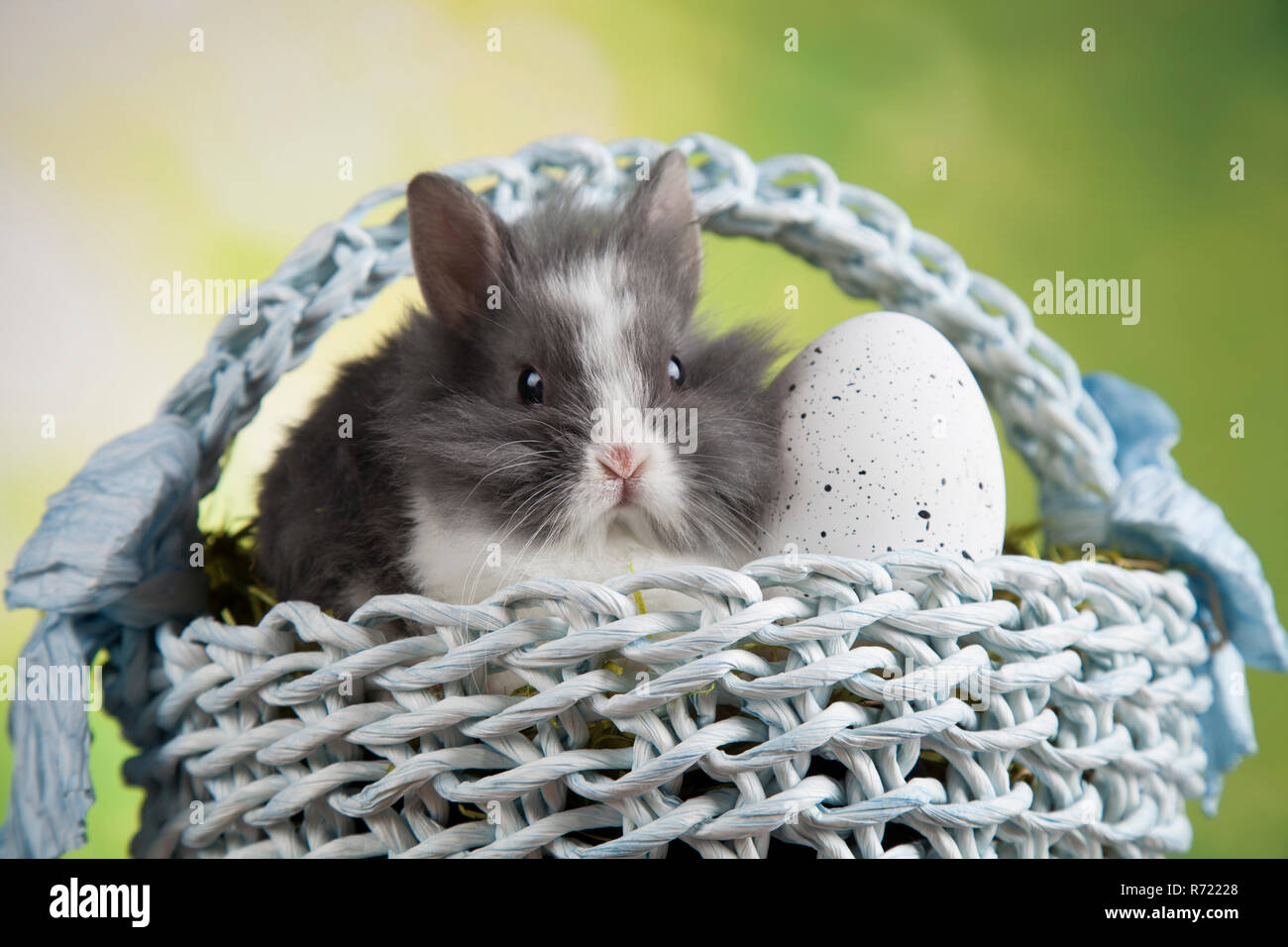 Happy easter, Baby bunny Stock Photo - Alamy