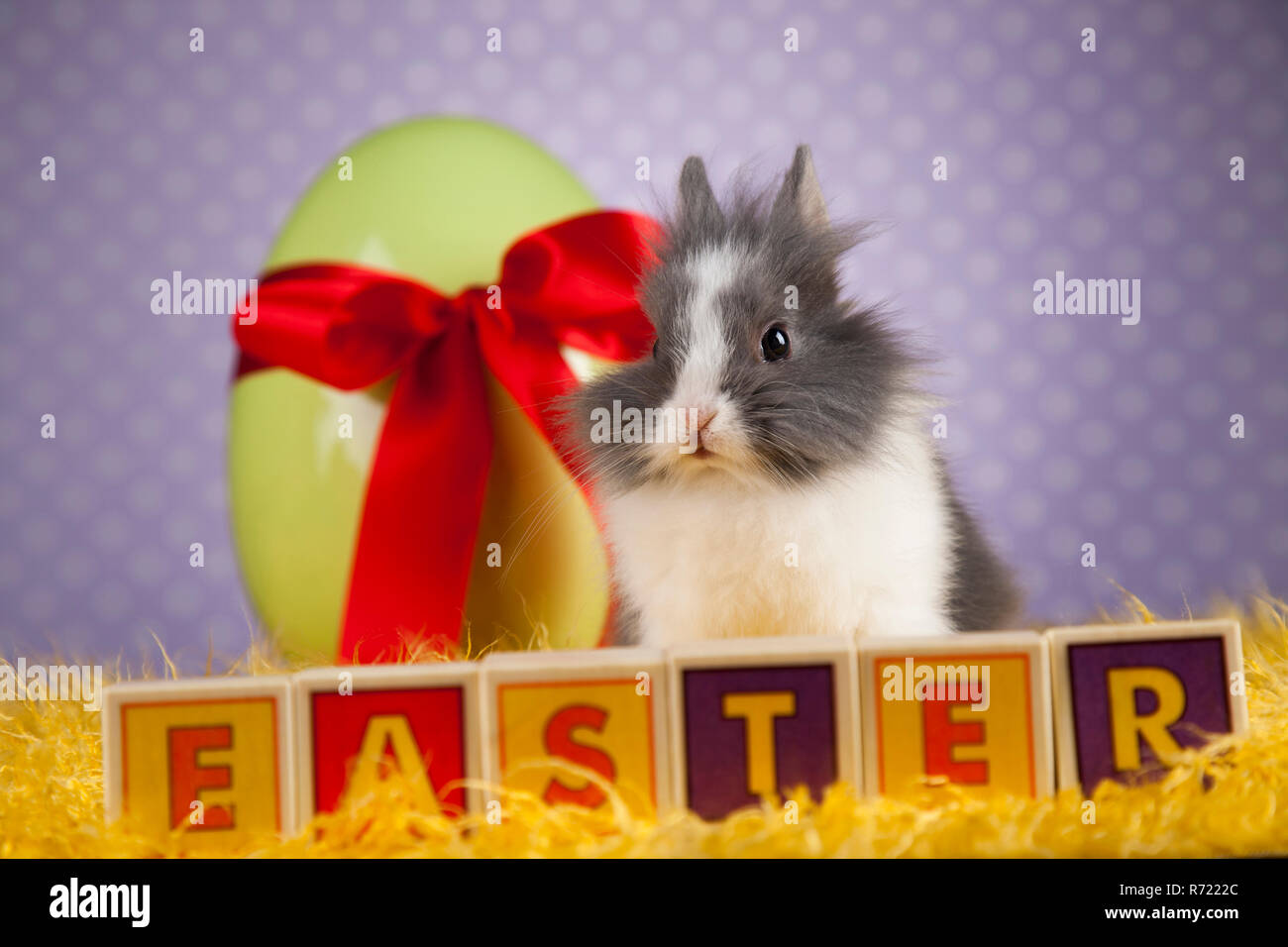 Bunny, rabbit and easter eggs Stock Photo - Alamy