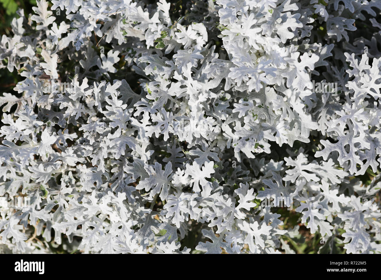 texture of light vegetation. plant background Stock Photo - Alamy