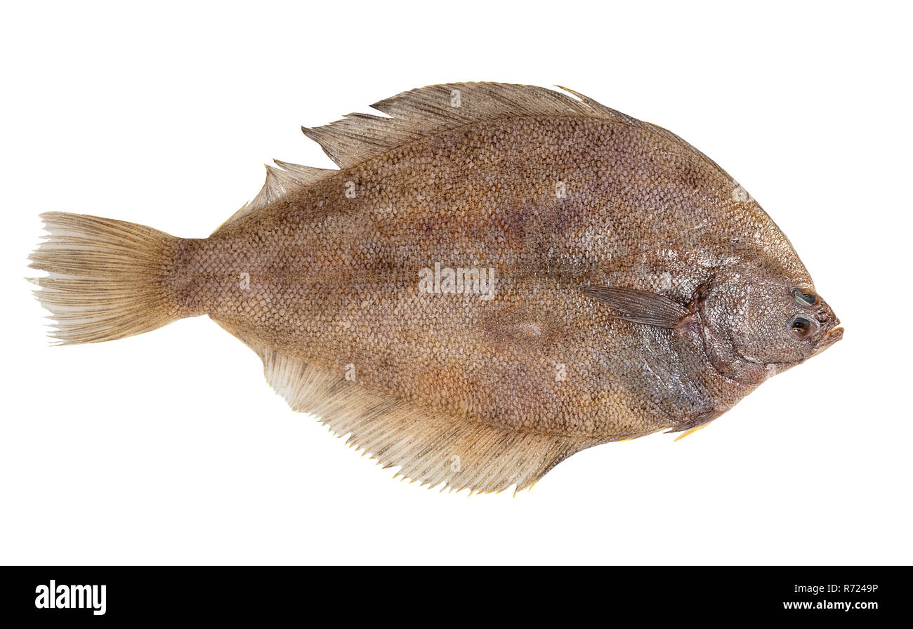 fresh raw fish flounder on white isolated background Stock Photo - Alamy