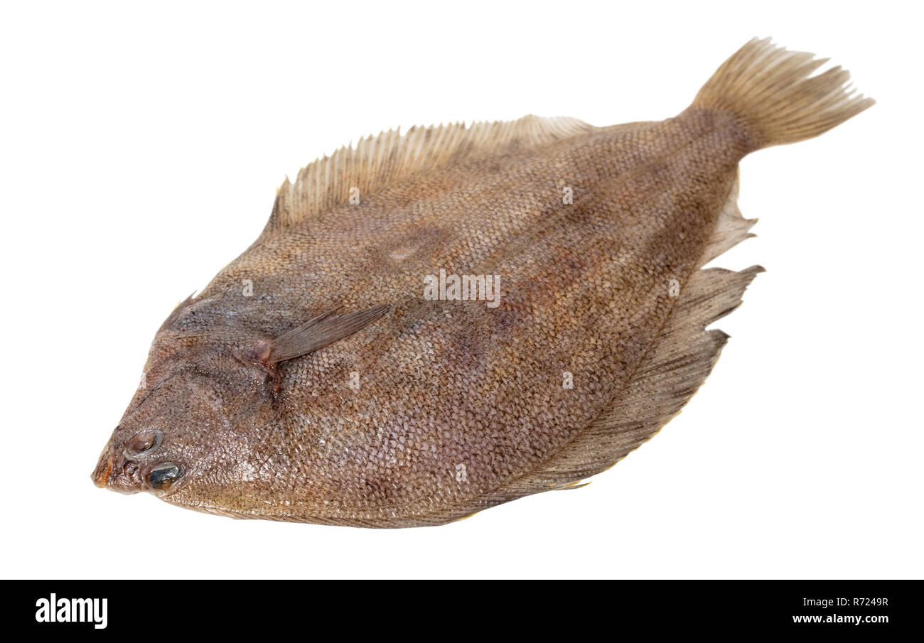 fresh raw fish flounder on white isolated background Stock Photo - Alamy