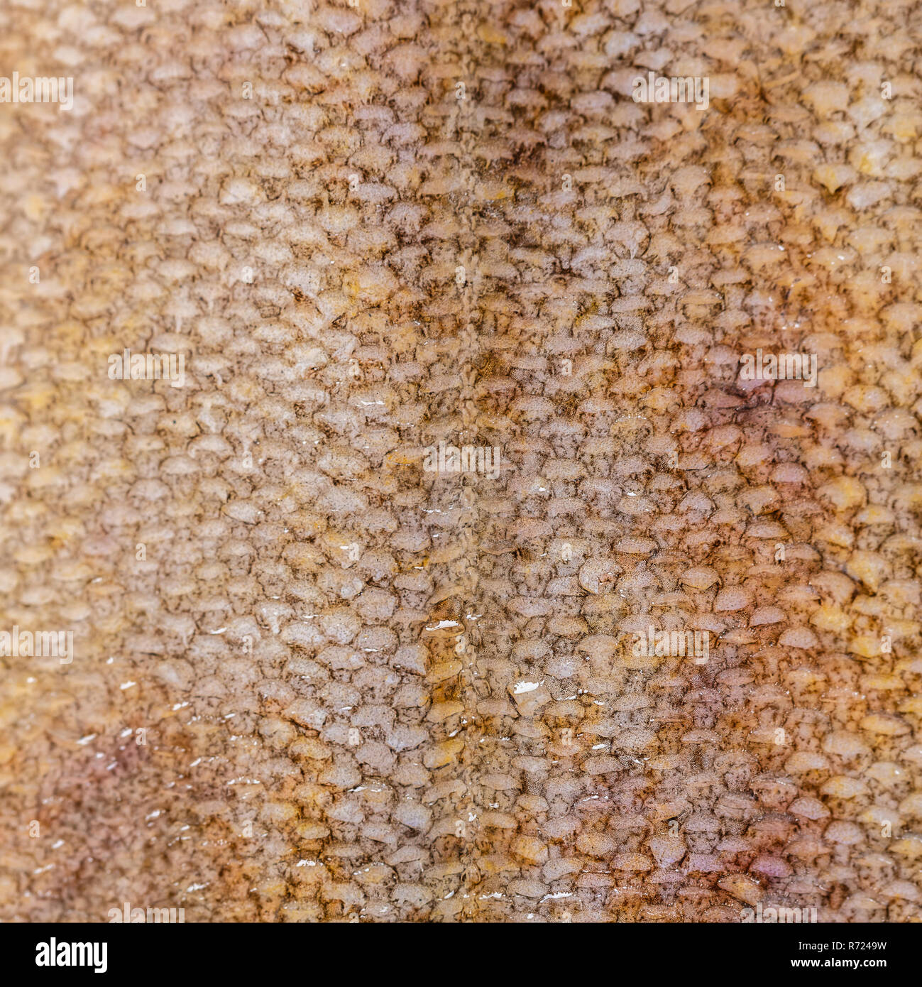Fish scales texture hi-res stock photography and images - Alamy