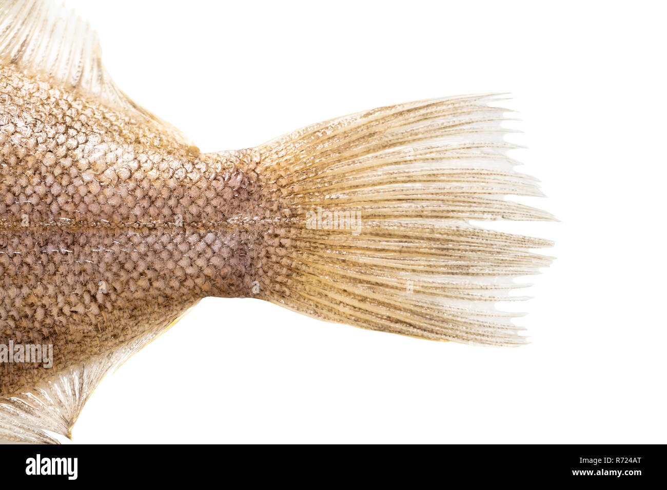 raw fish flounder, tail closeup on white isolated background Stock ...