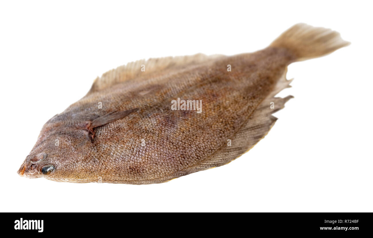 fresh raw fish flounder on white isolated background Stock Photo - Alamy