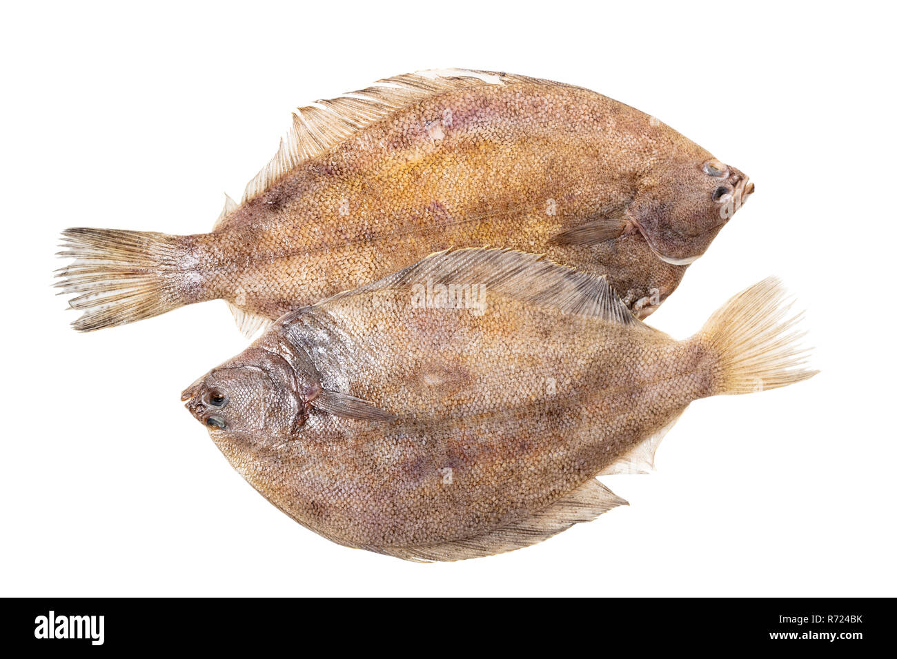 fresh raw fish flounder on white isolated background Stock Photo - Alamy