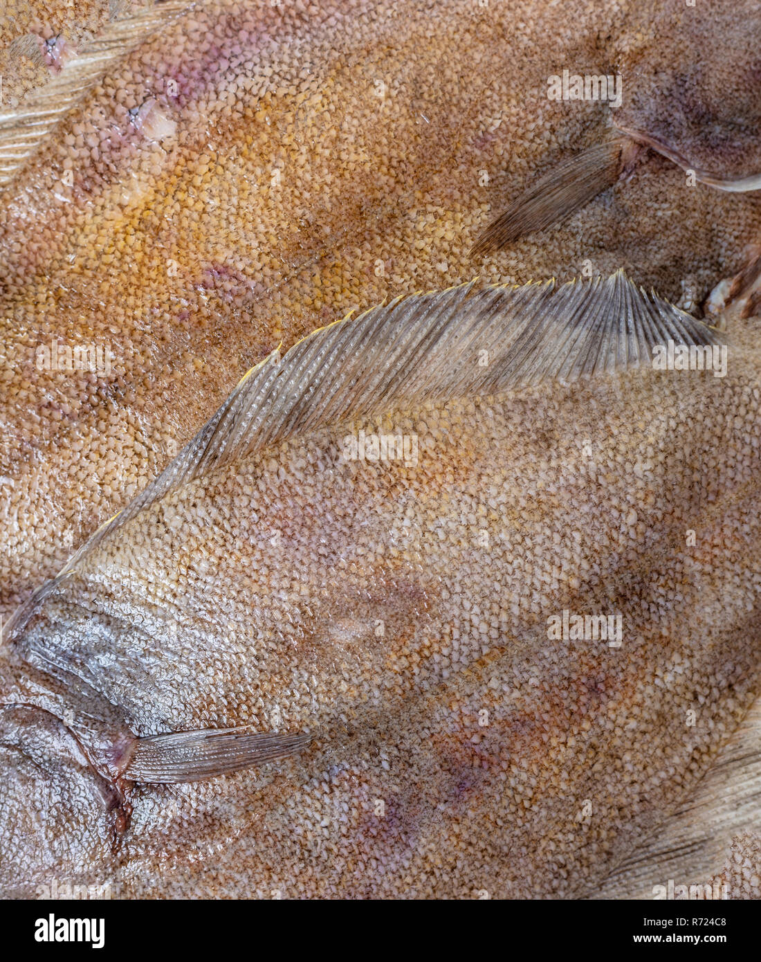 Fish scales texture hi-res stock photography and images - Alamy