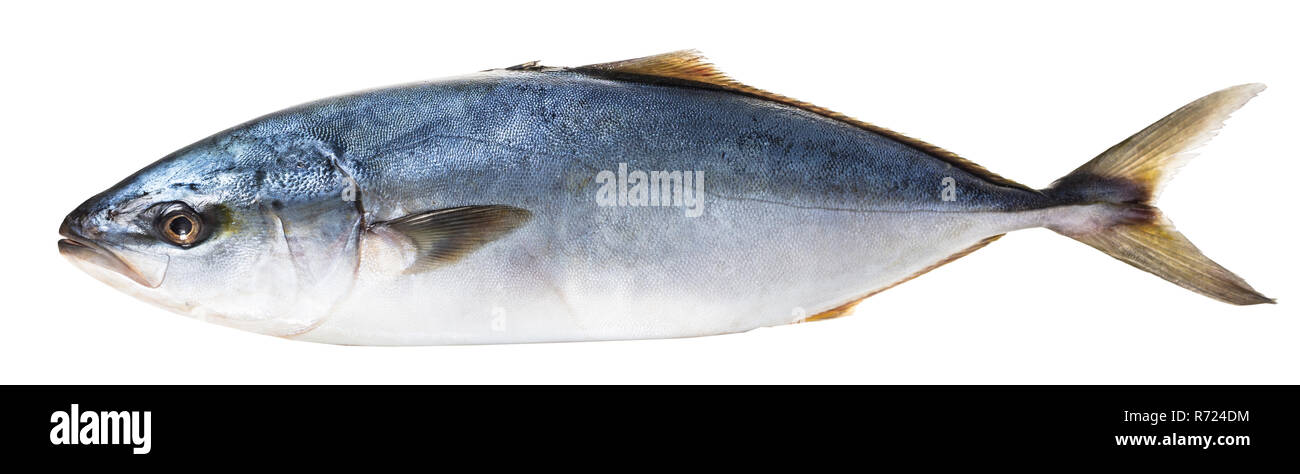 raw tuna fish on white isolated background Stock Photo - Alamy